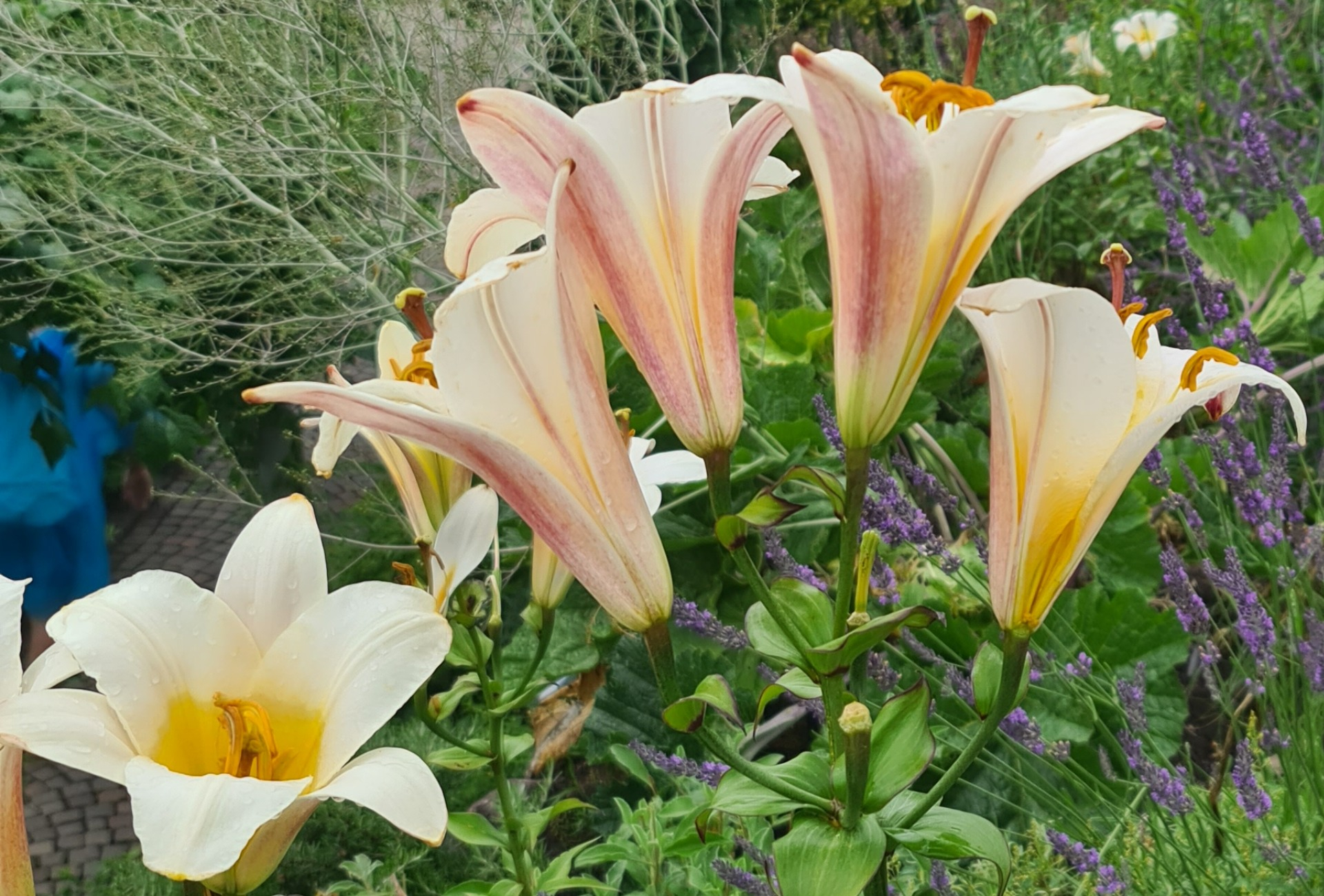 Il giglio
