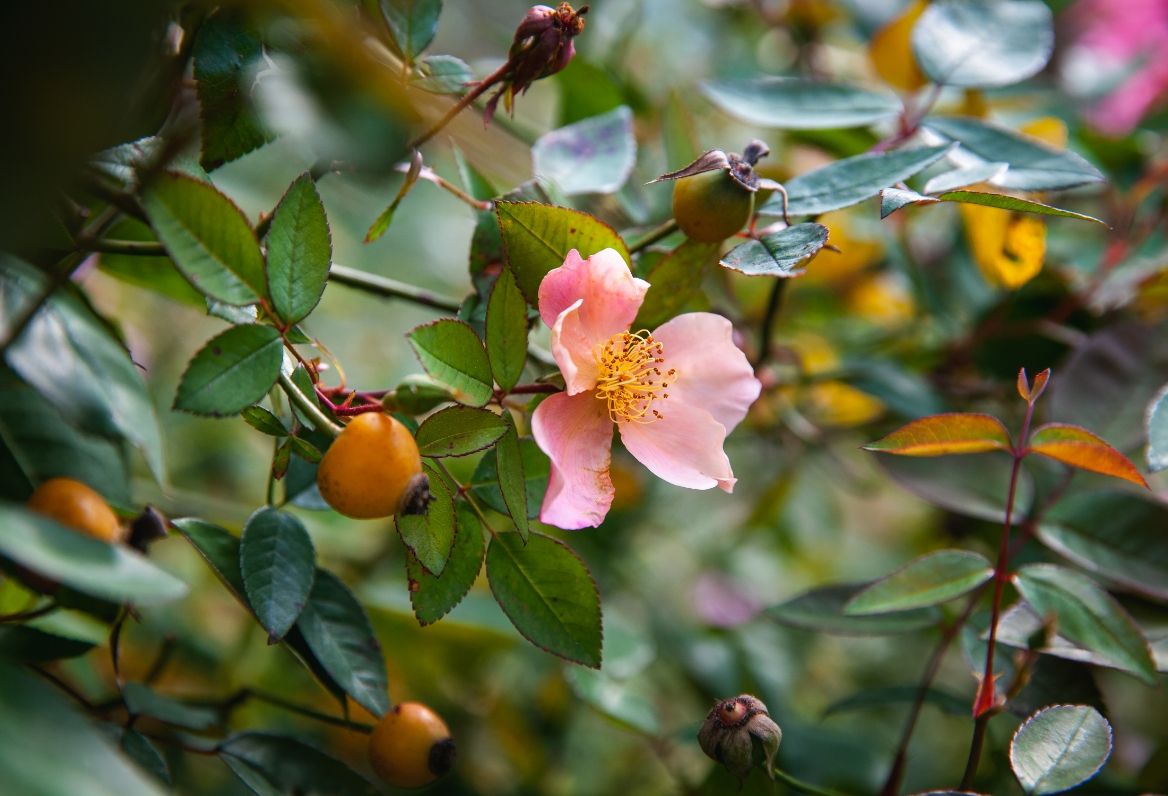 Rosa mutabilis